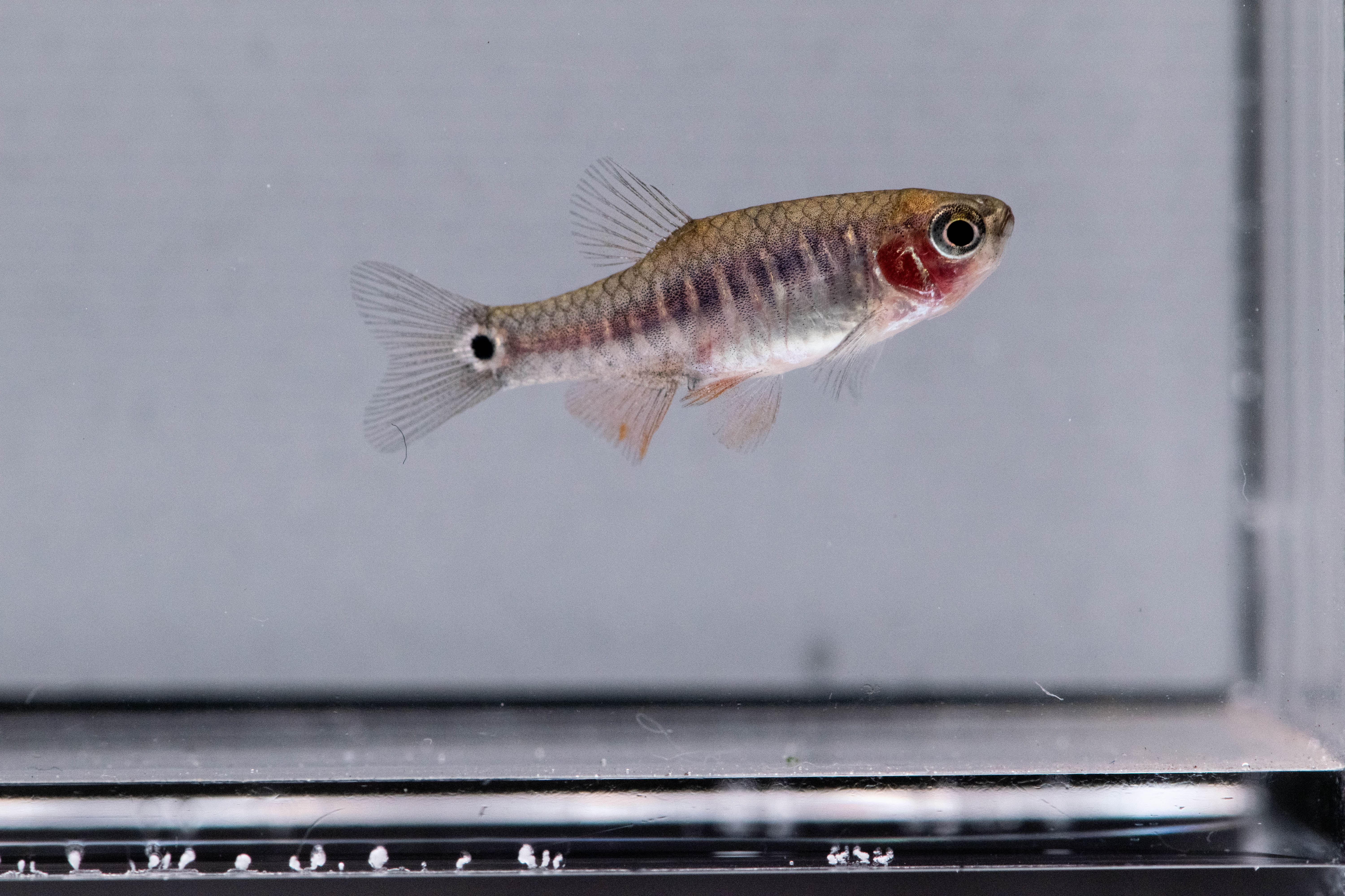 Rasbora: Emerald Dwarf | Bob's Tropical Fish © 2021