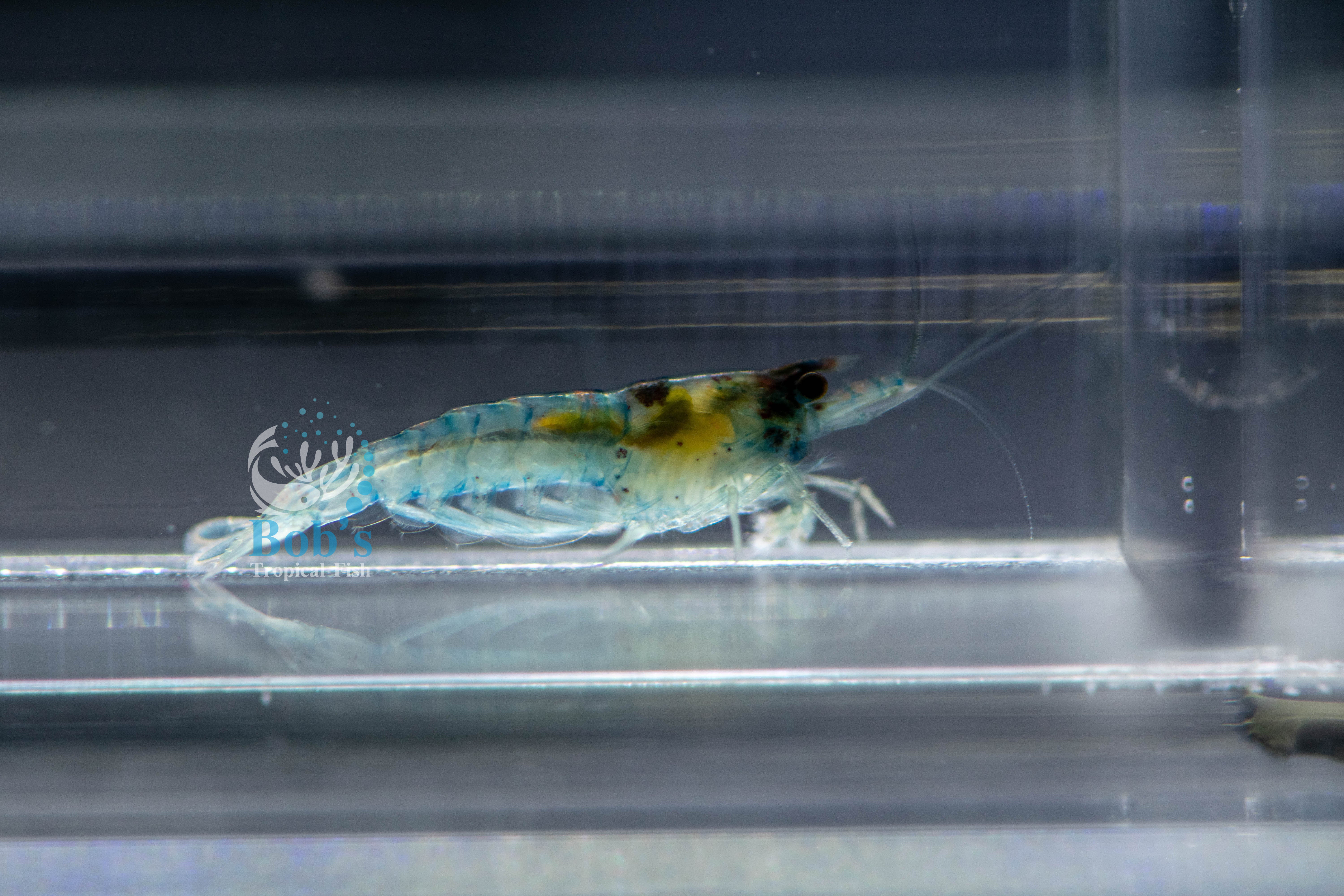 Shrimp: Blue Velvet / Aura Blue | Bob's Tropical Fish © 2021