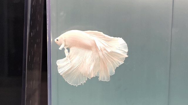 Halfmoon Betta White Platinum HM03 | Bob's Tropical Fish © 2021