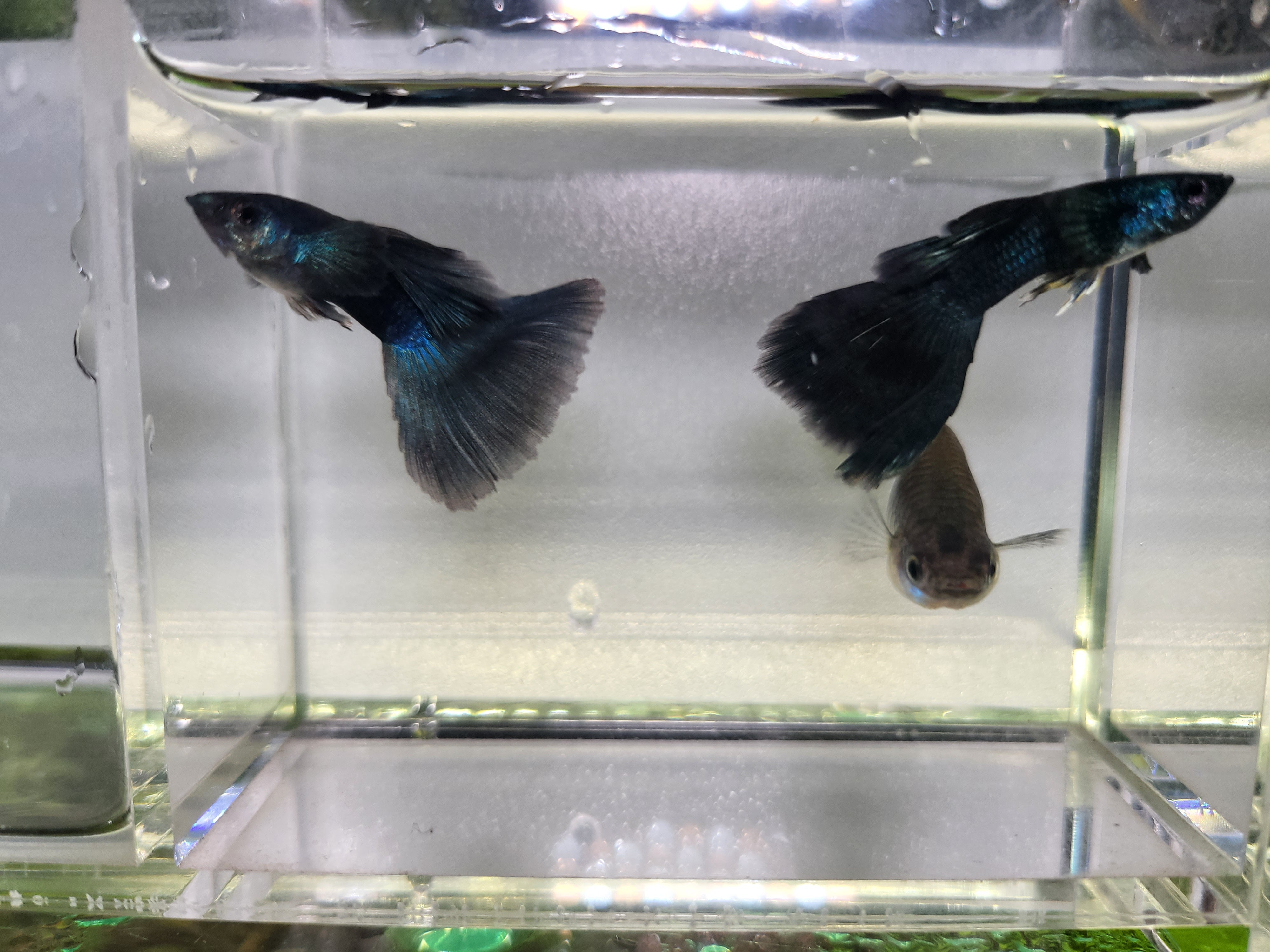 Guppy: Green Moscow | Bob's Tropical Fish © 2021