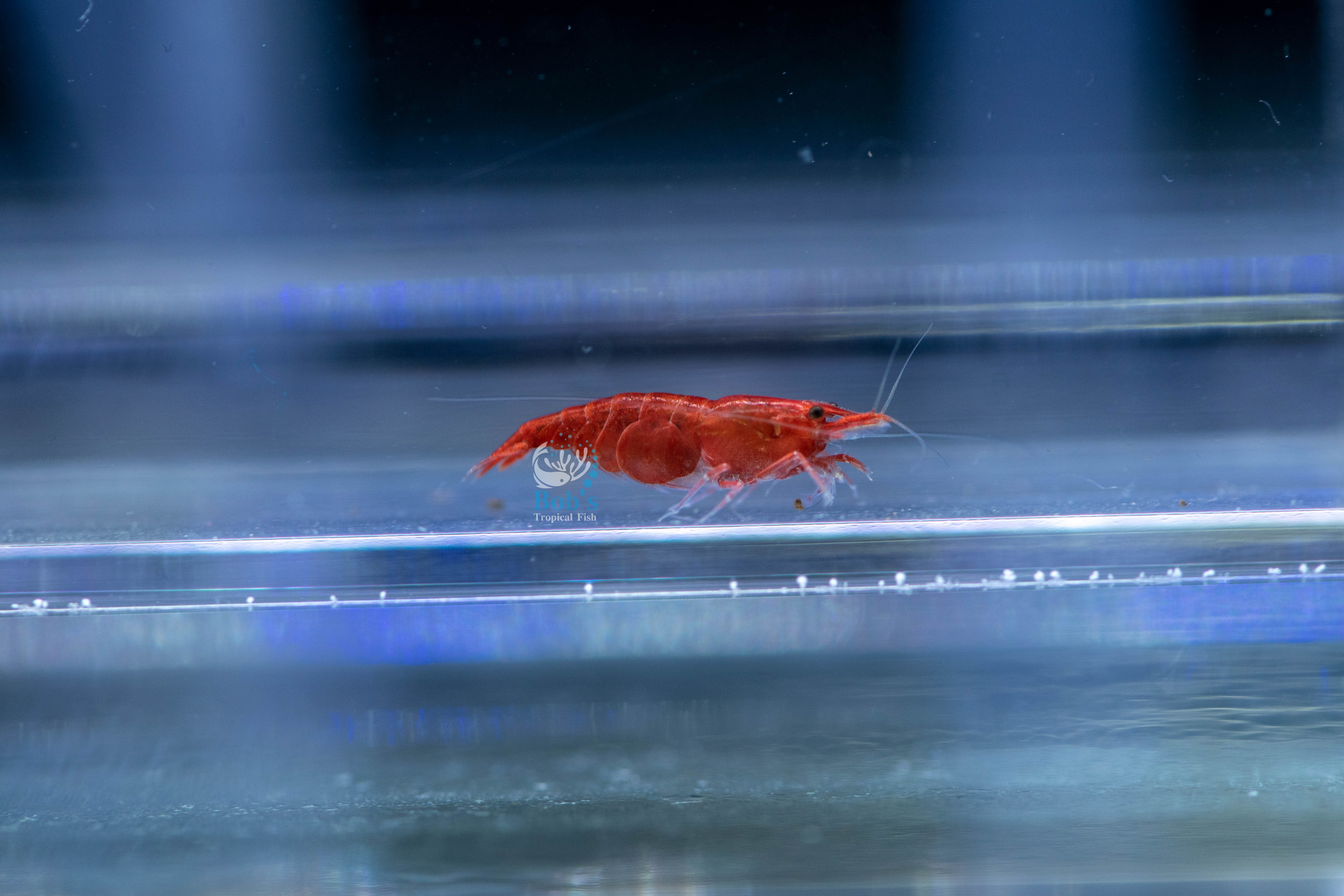 Shrimp: Fire Red | Bob's Tropical Fish © 2021