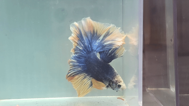 Bob's Tropical Fish © 2021