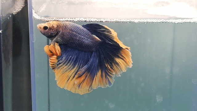 Bob's Tropical Fish © 2021