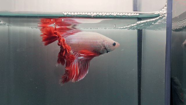 Halfmoon Betta Red White HM04 | Bob's Tropical Fish © 2021