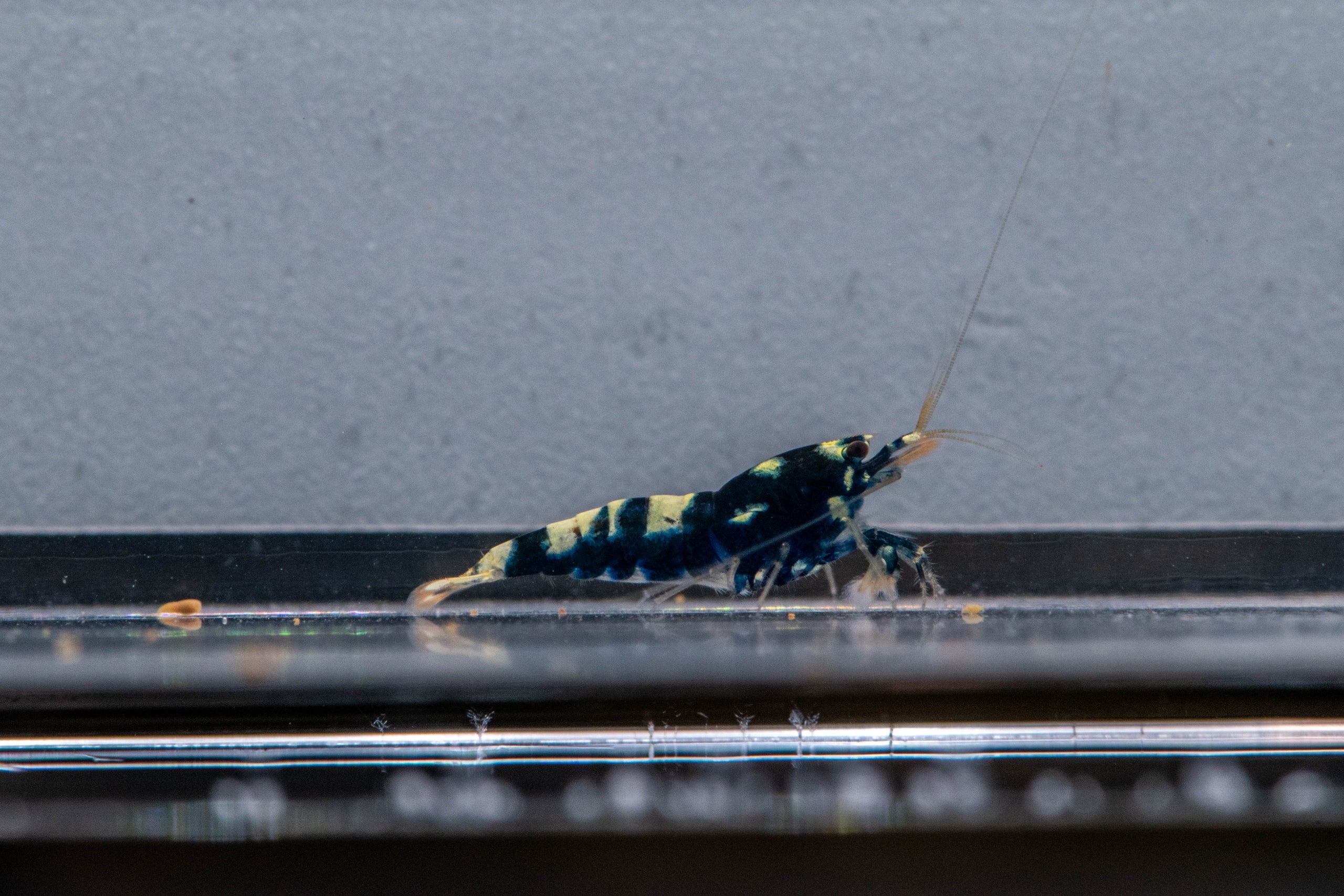 Shrimp: Black Pinto | Bob's Tropical Fish © 2021