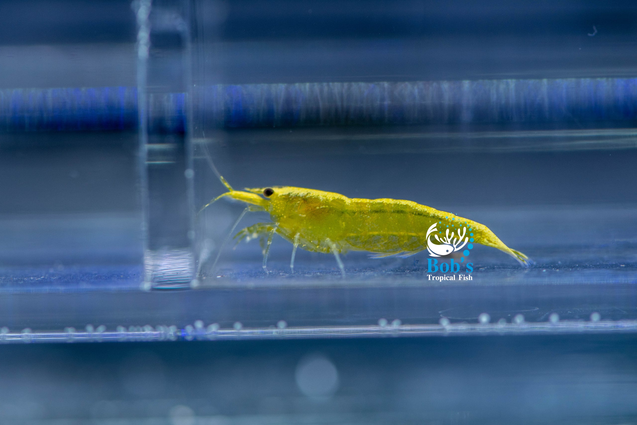 Shrimp: Yellow Gold Stripe | Bob's Tropical Fish © 2021