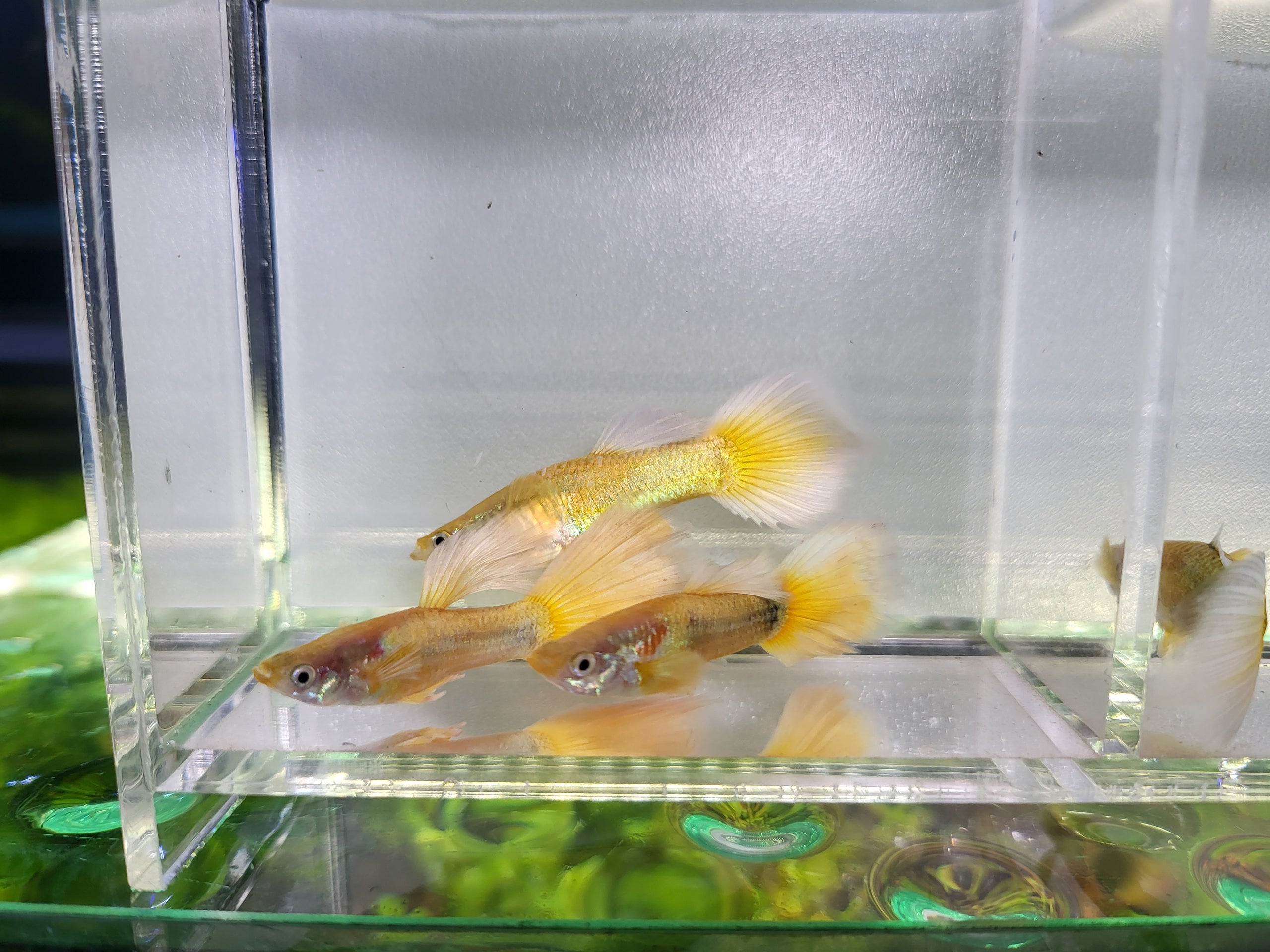 Guppy: Yellow Banana | Bob's Tropical Fish © 2021