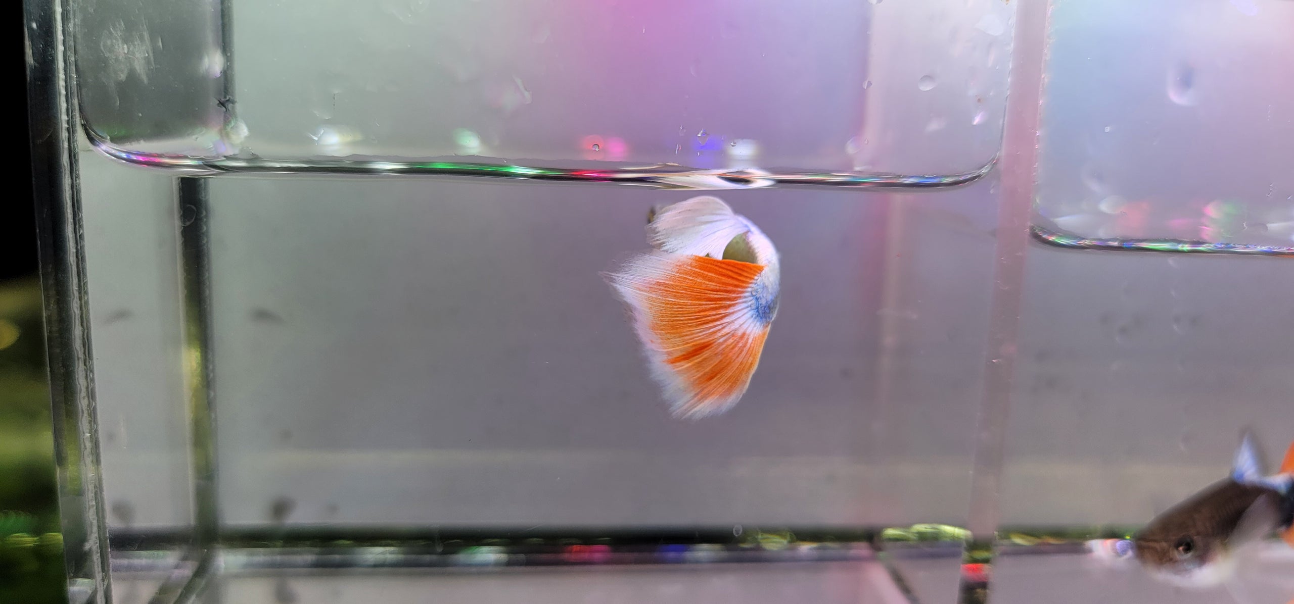 Guppy: Santa Claus | Bob's Tropical Fish © 2021
