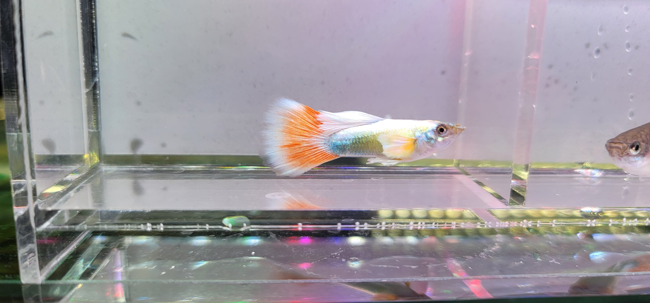 Guppy: Santa Claus | Bob's Tropical Fish © 2021