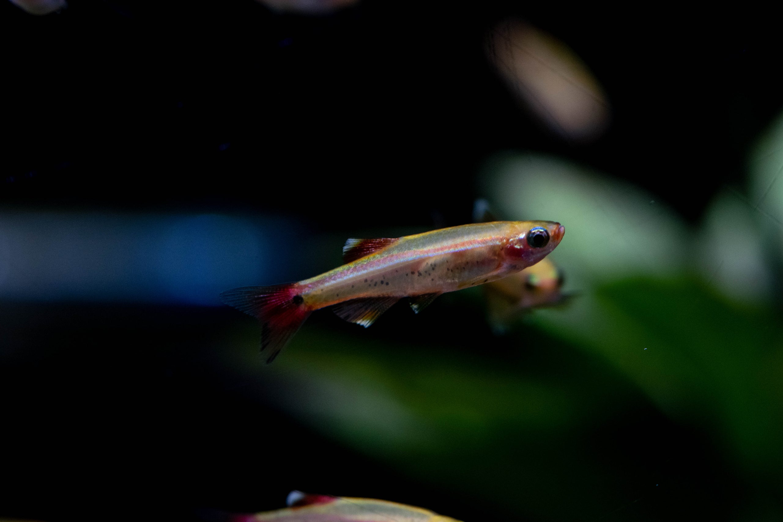 Minnow: Golden White Cloud | Bob's Tropical Fish © 2021