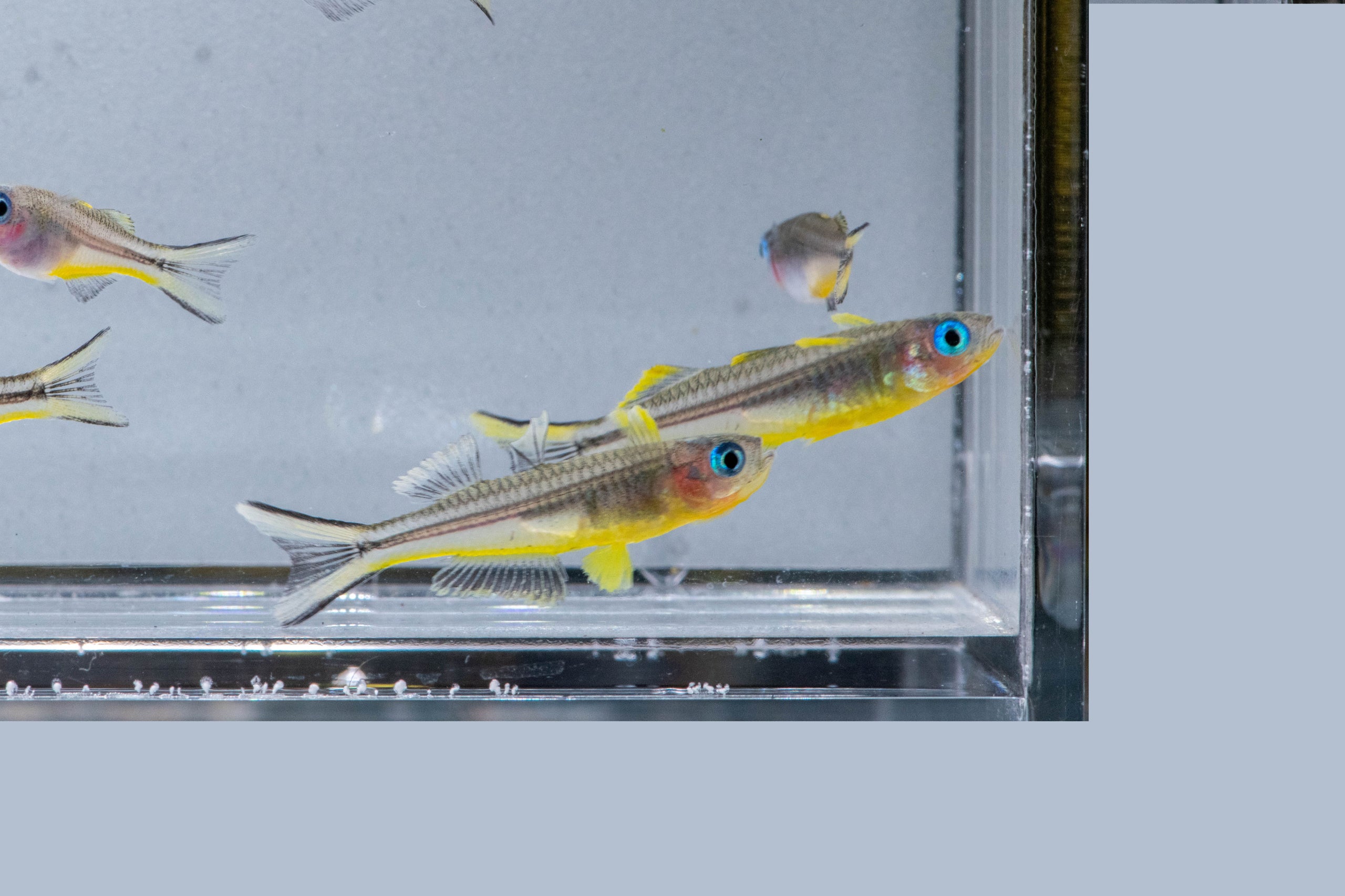 Bob's Tropical Fish © 2021