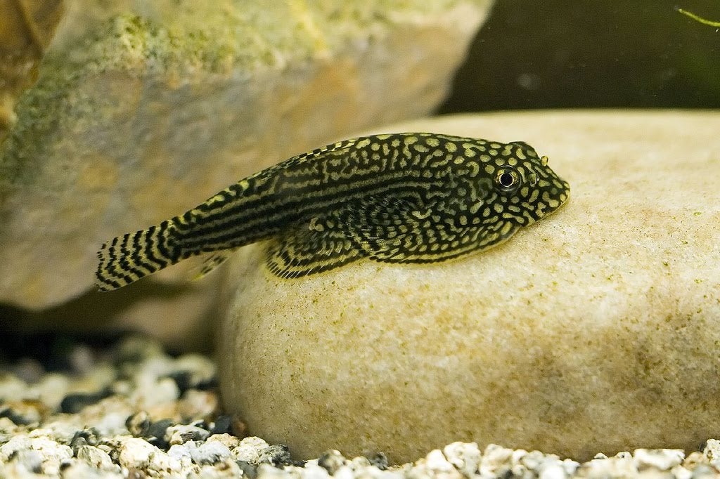 Reticulated HillStream UFO Loach | Bob's Tropical Fish © 2021