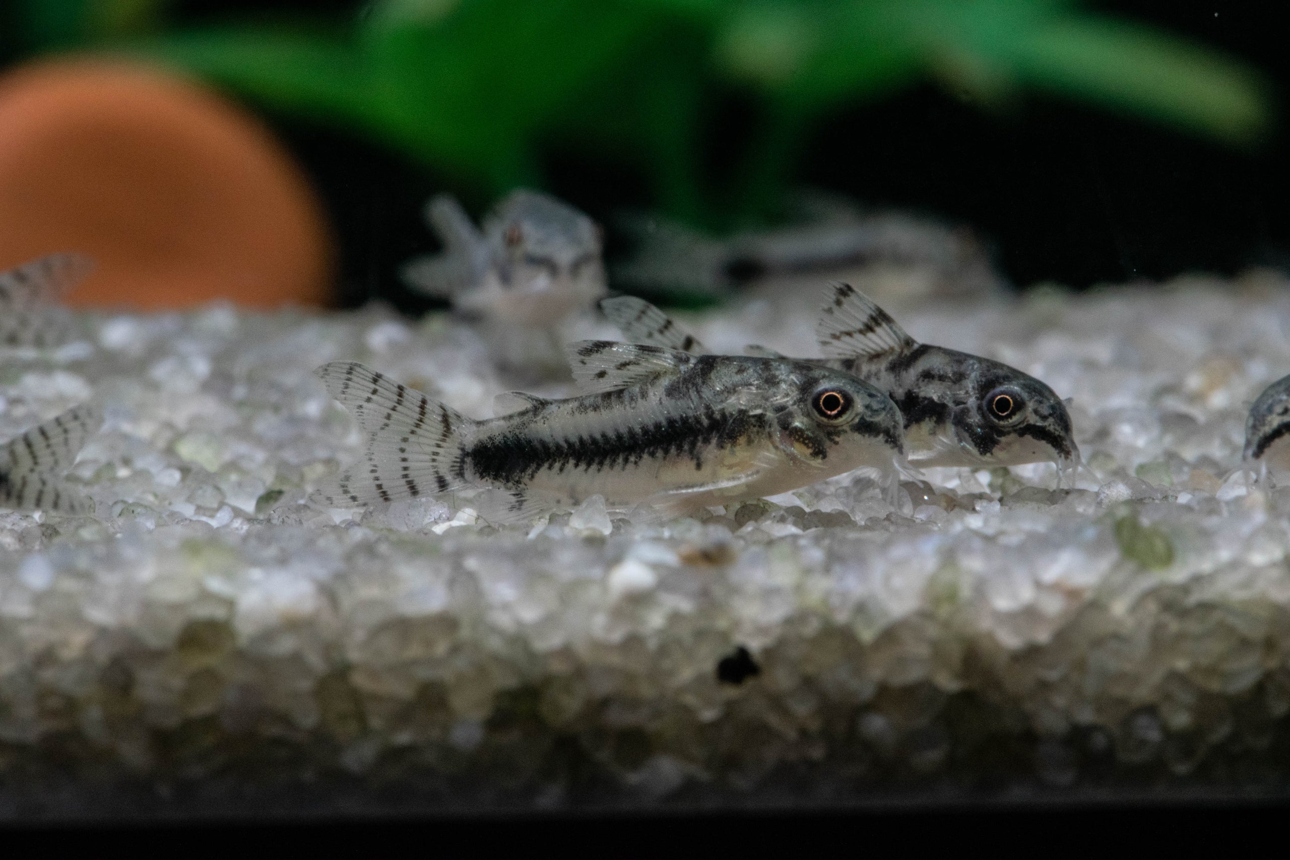Catfish: Salt and Pepper Pygmy Cory | Bob's Tropical Fish © 2021