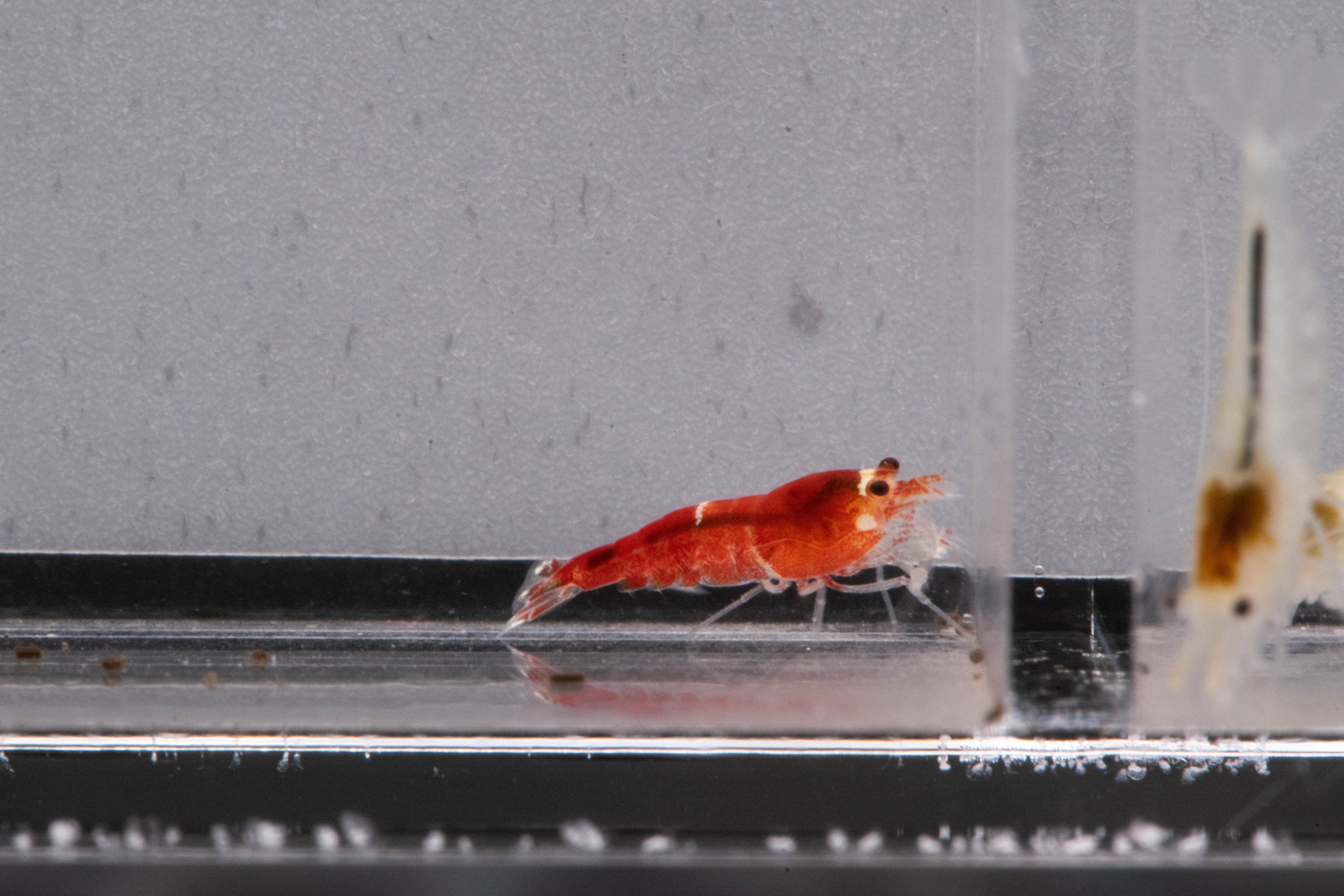 Shrimp: Super Red German 1-2 Stripe | Bob's Tropical Fish © 2021