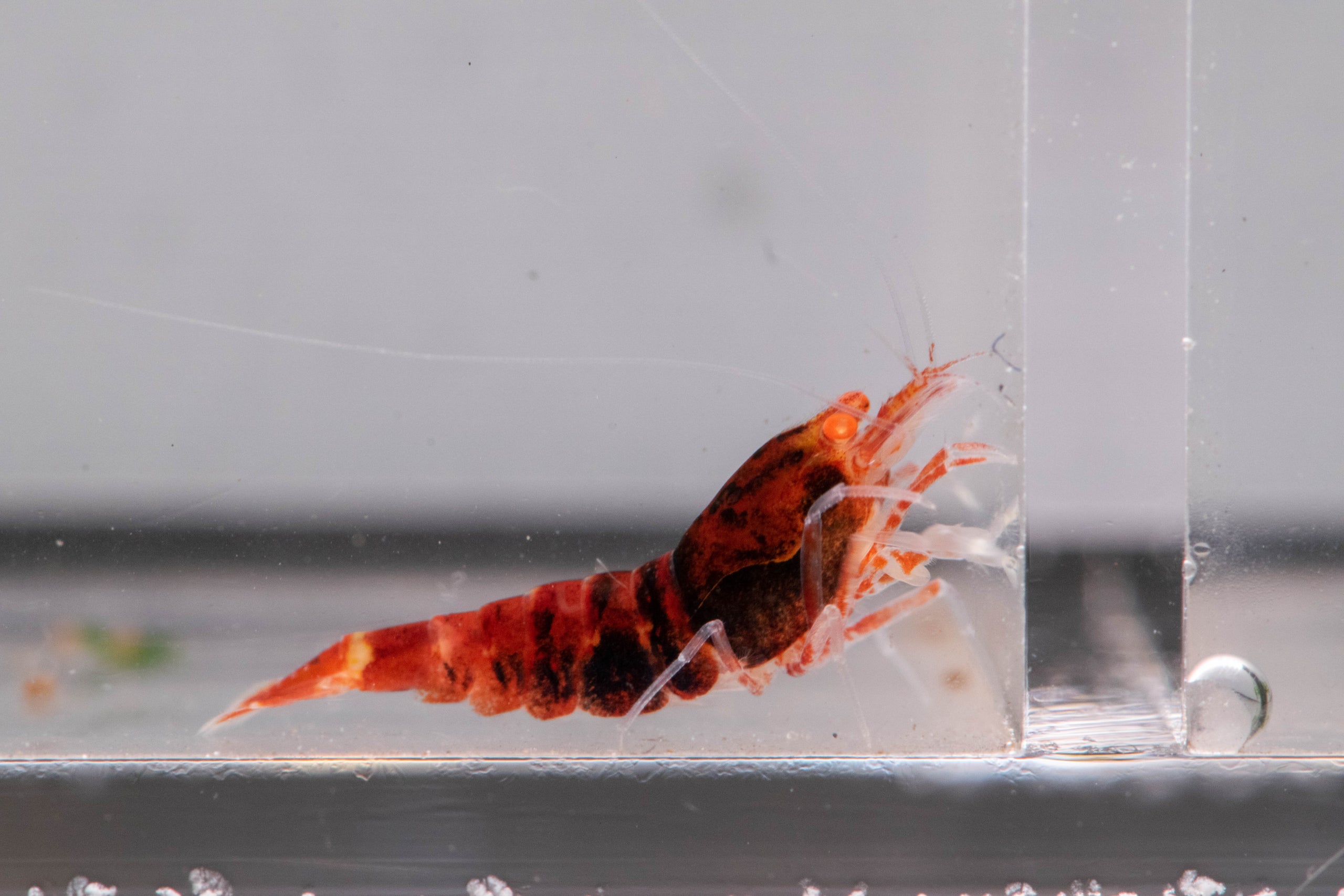 Shrimp: Orange Eye Red Devil | Bob's Tropical Fish © 2021