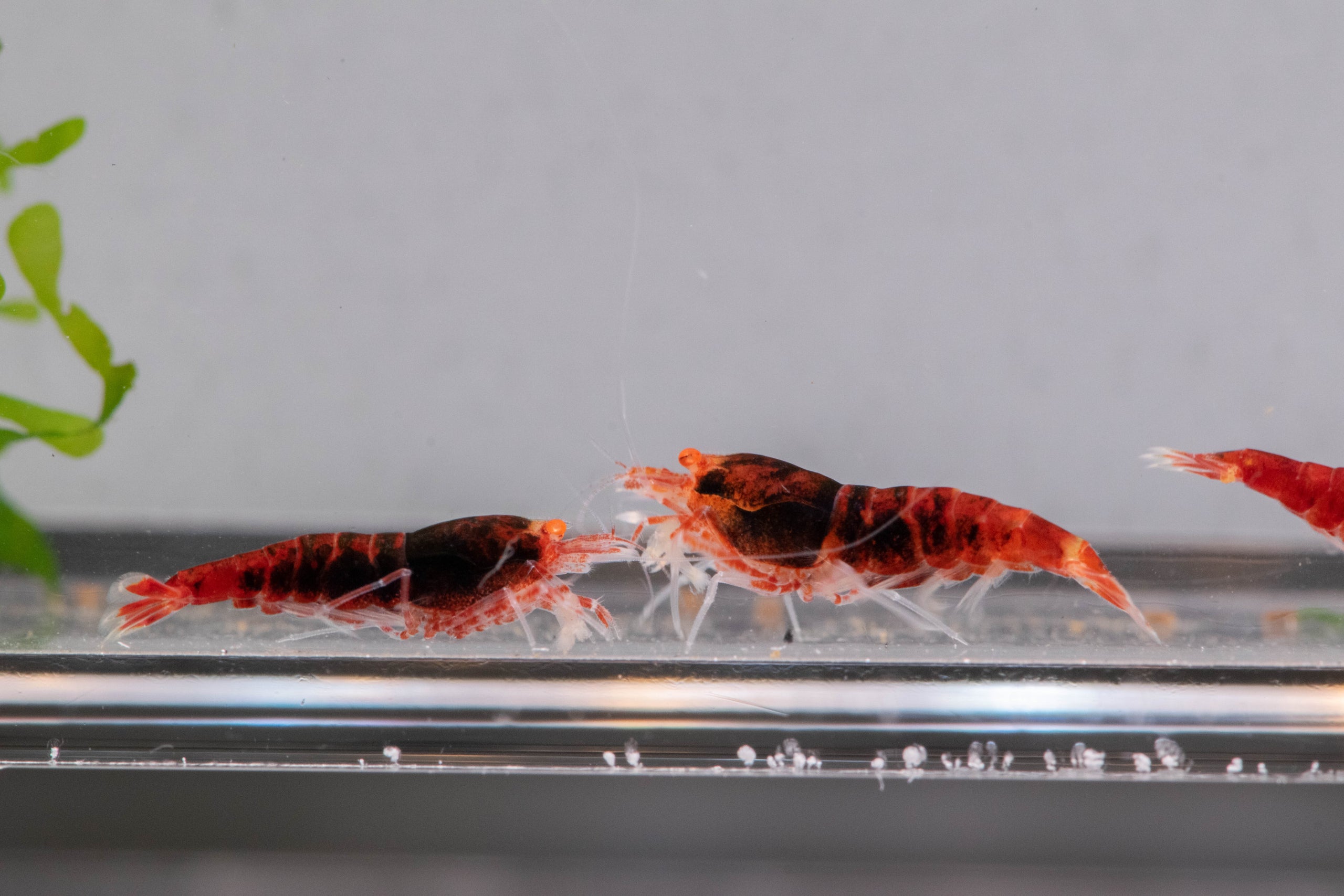 Shrimp: Orange Eye Red Devil | Bob's Tropical Fish © 2021