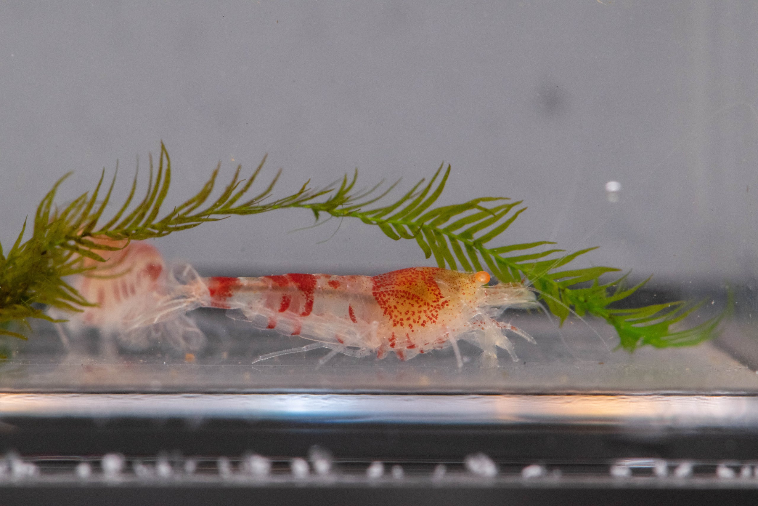 Shrimp: Orange Eye Red Tiger | Bob's Tropical Fish © 2021