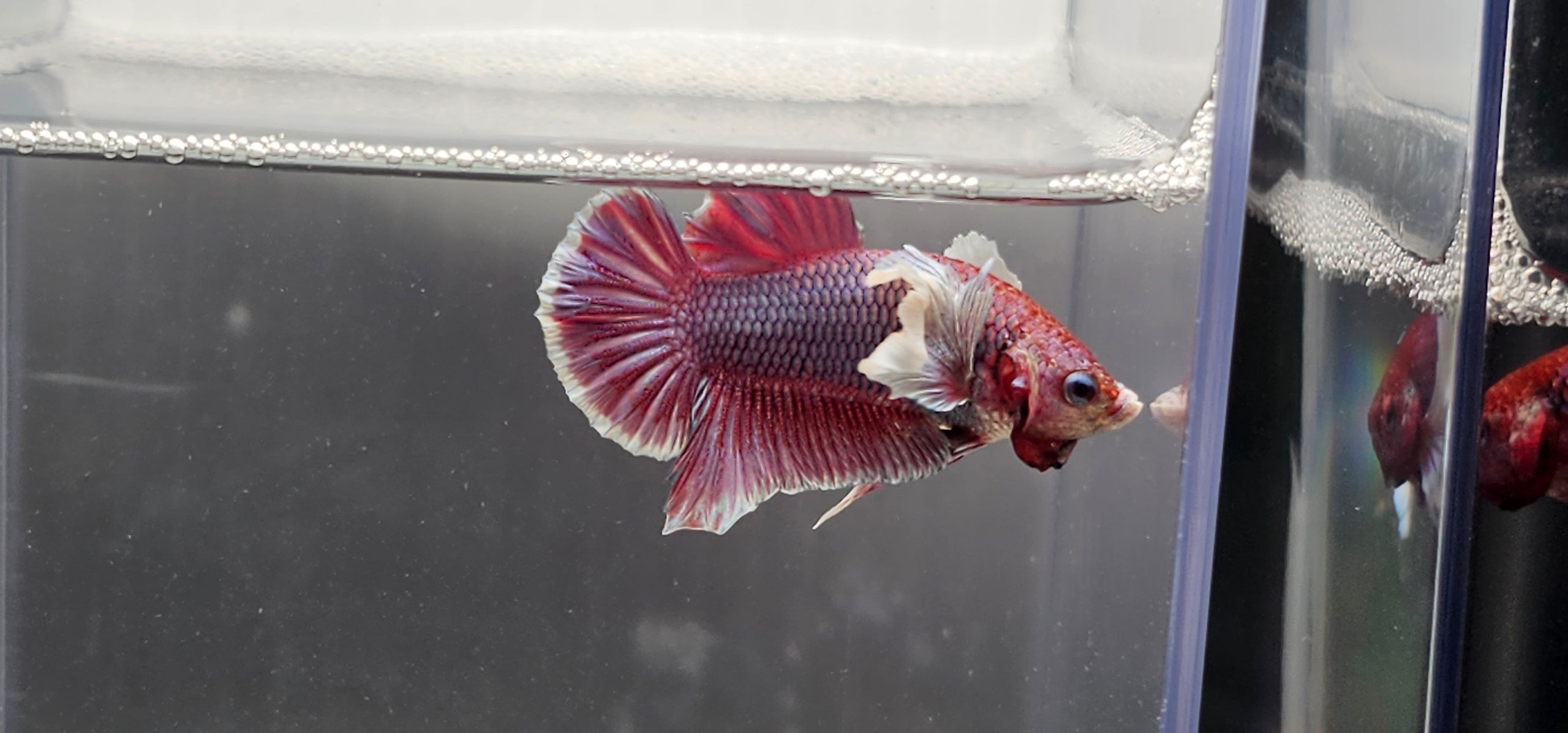 Betta Fish | Bob's Tropical Fish © 2021