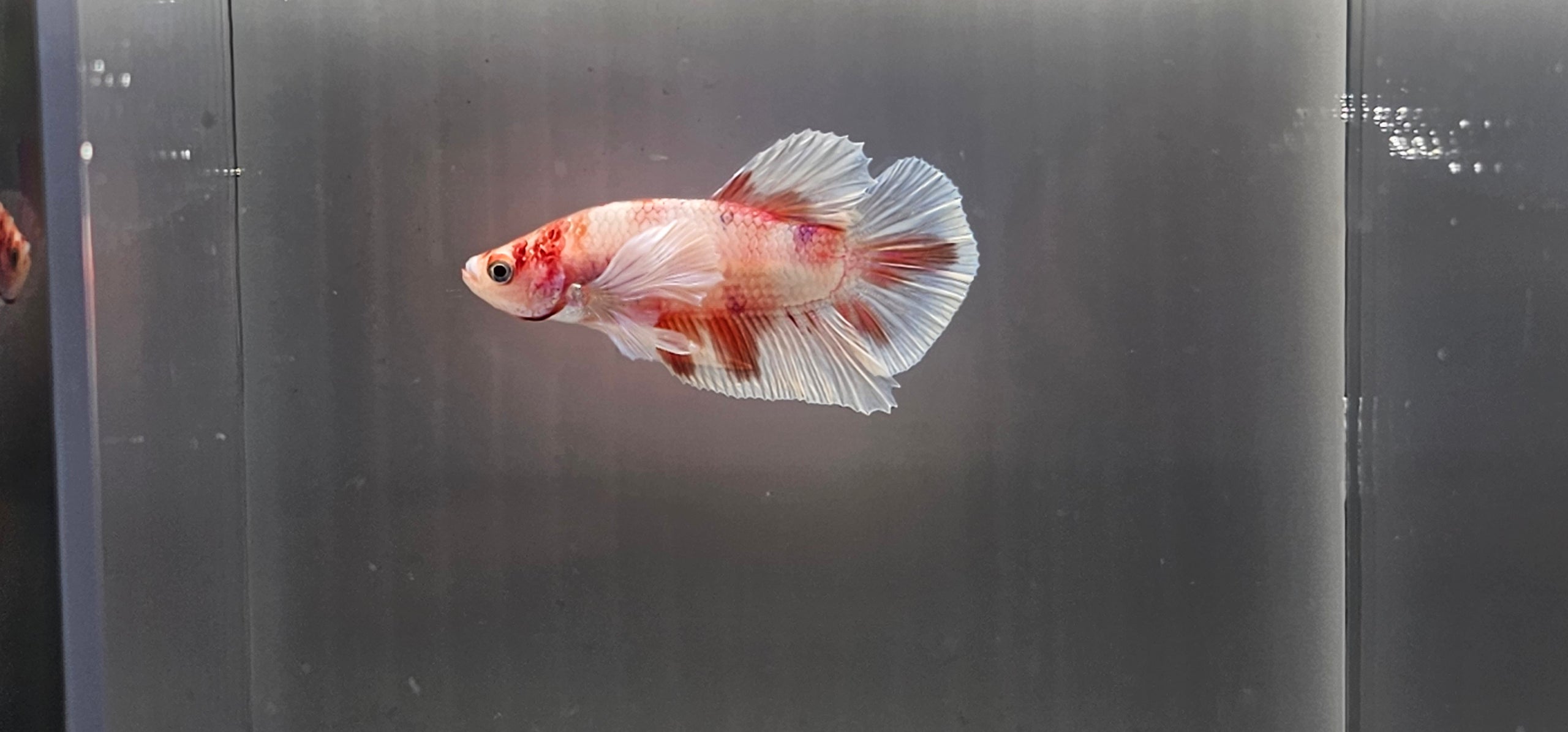 Betta Fish | Bob's Tropical Fish © 2021