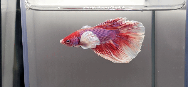 Betta Fish | Bob's Tropical Fish © 2021