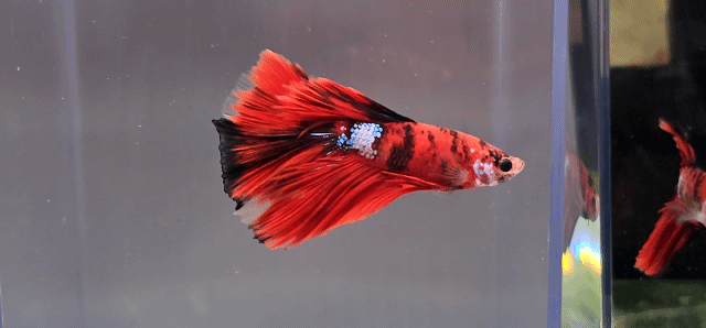 Betta Fish | Bob's Tropical Fish © 2021