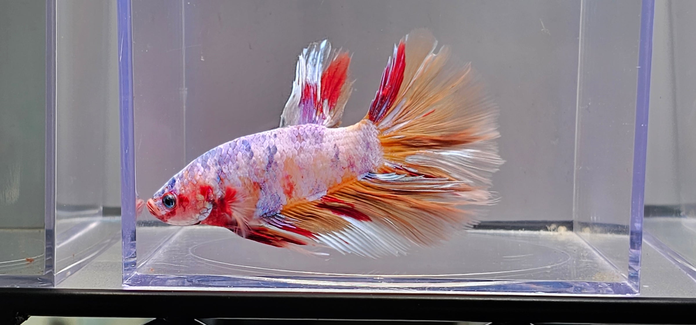 Betta Fish | Bob's Tropical Fish © 2021