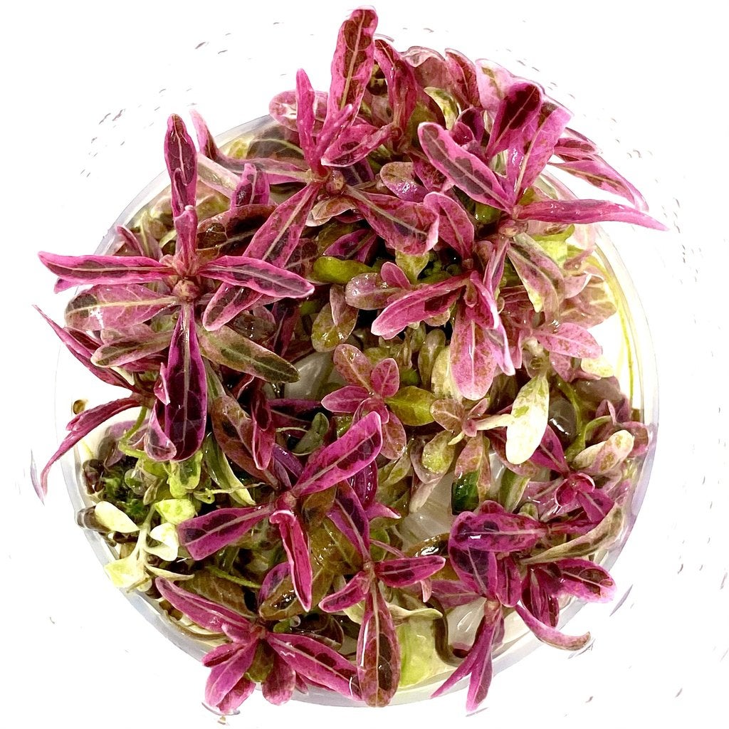 ADA Hygrophila Chai | Bob's Tropical Fish © 2021