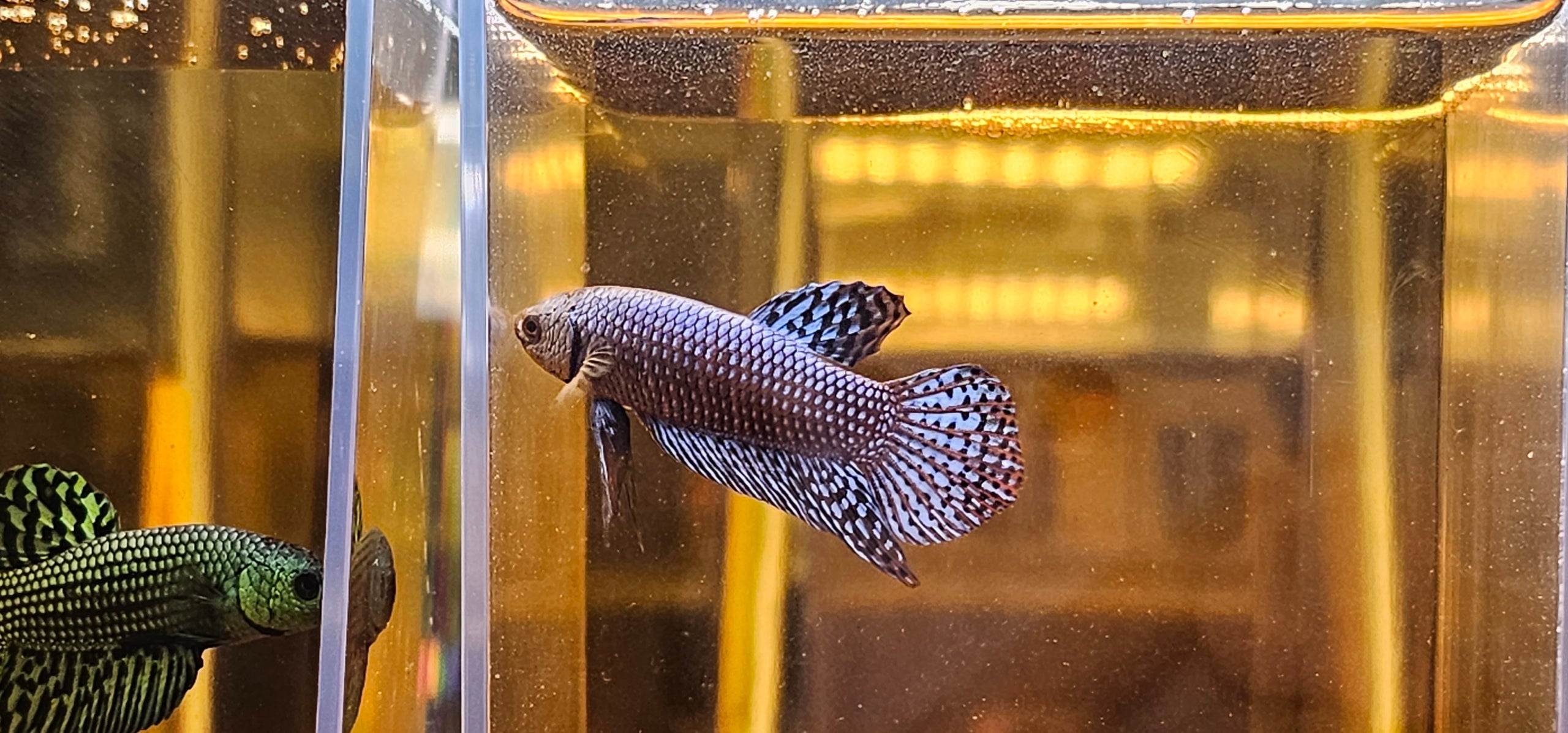 Blue Alien Male | Bob's Tropical Fish © 2021