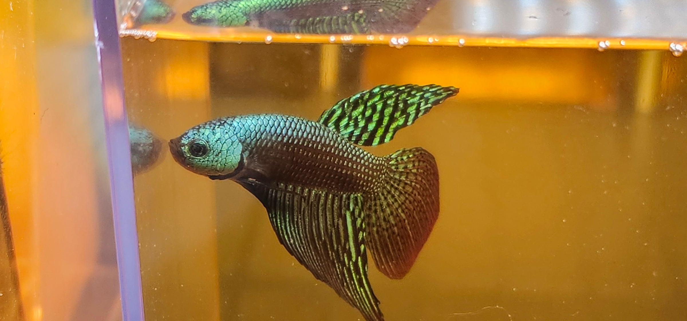 Betta Fish | Bob's Tropical Fish © 2021