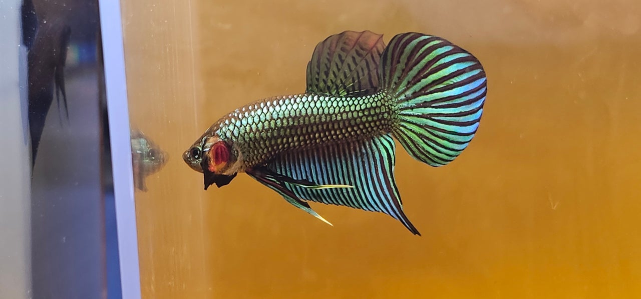 Betta Fish | Bob's Tropical Fish © 2021