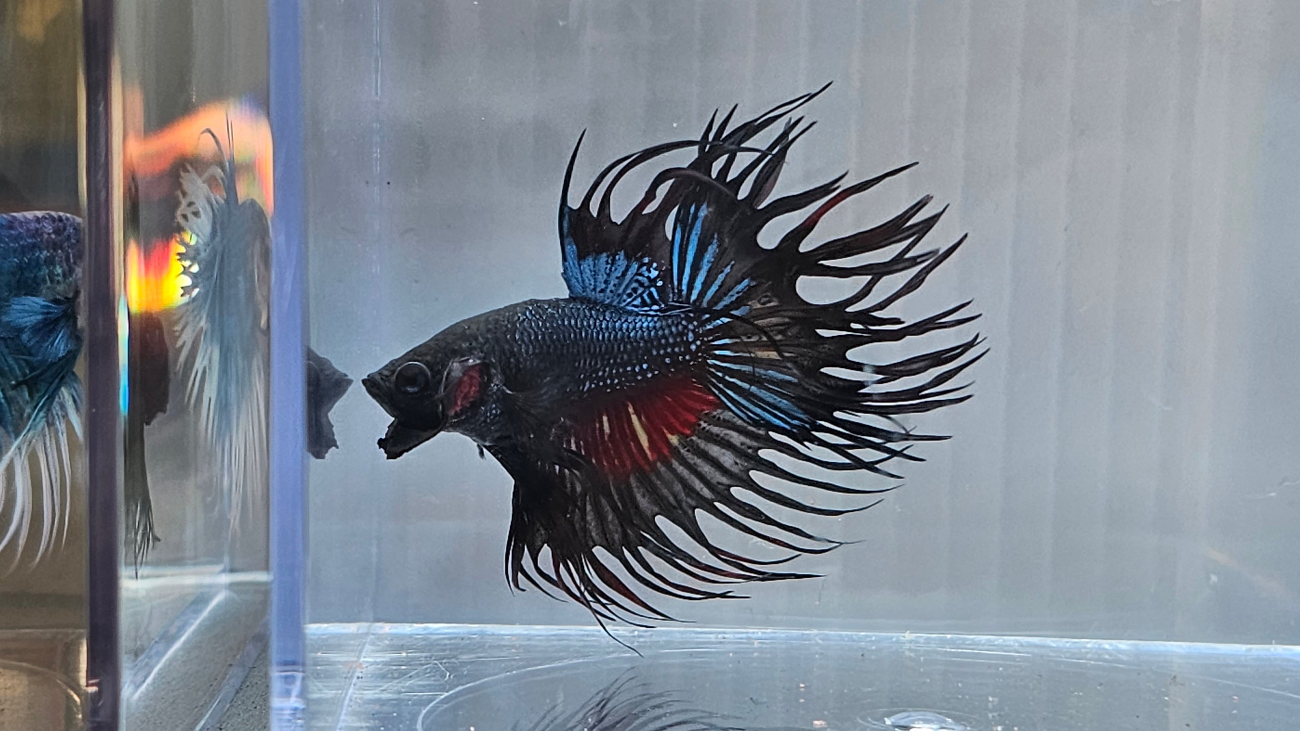 Male Crowntail Betta Black Copper #6232 | Bob's Tropical Fish © 2021