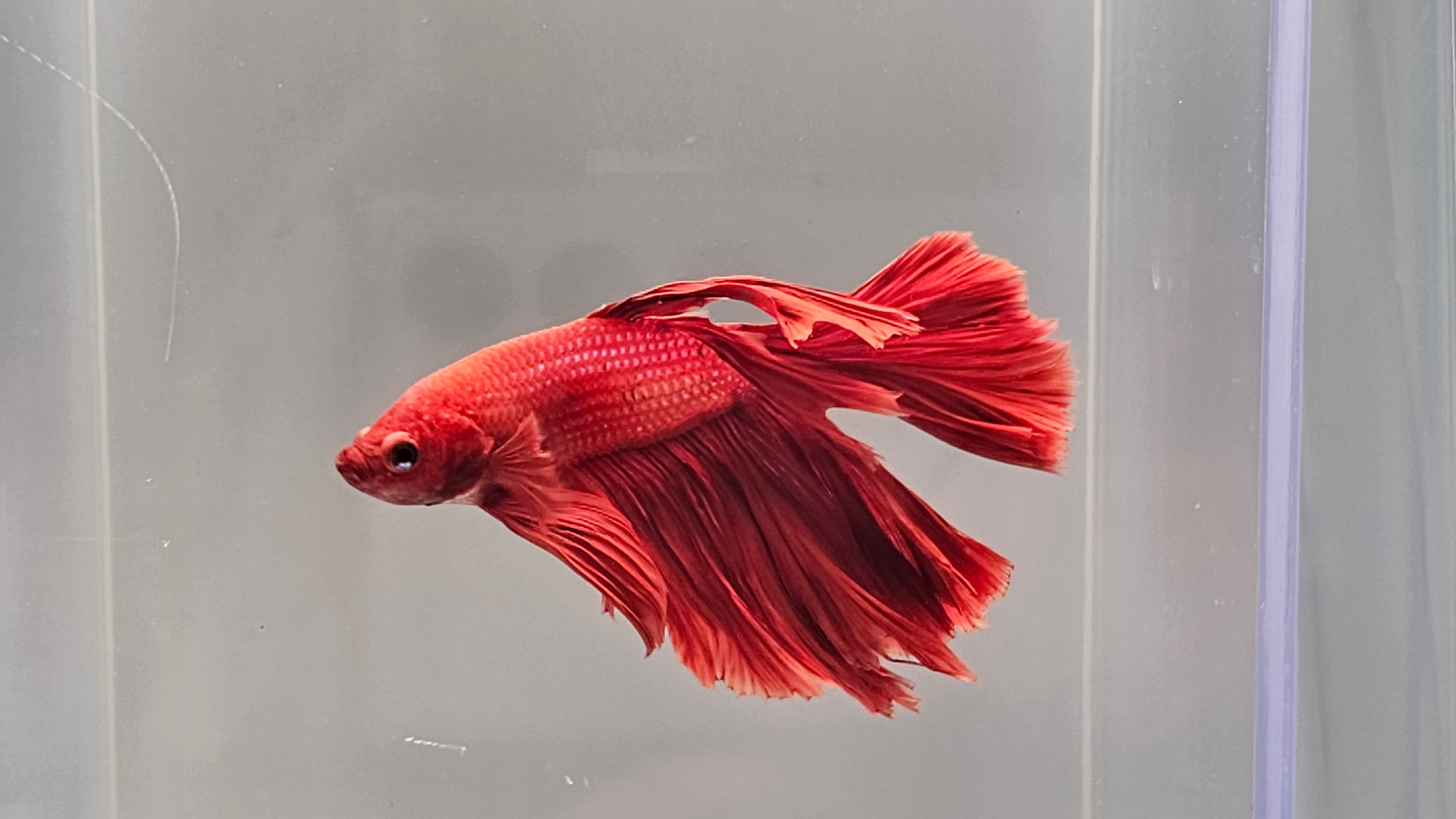 Halfmoon Super Red #716 | Bob's Tropical Fish © 2021