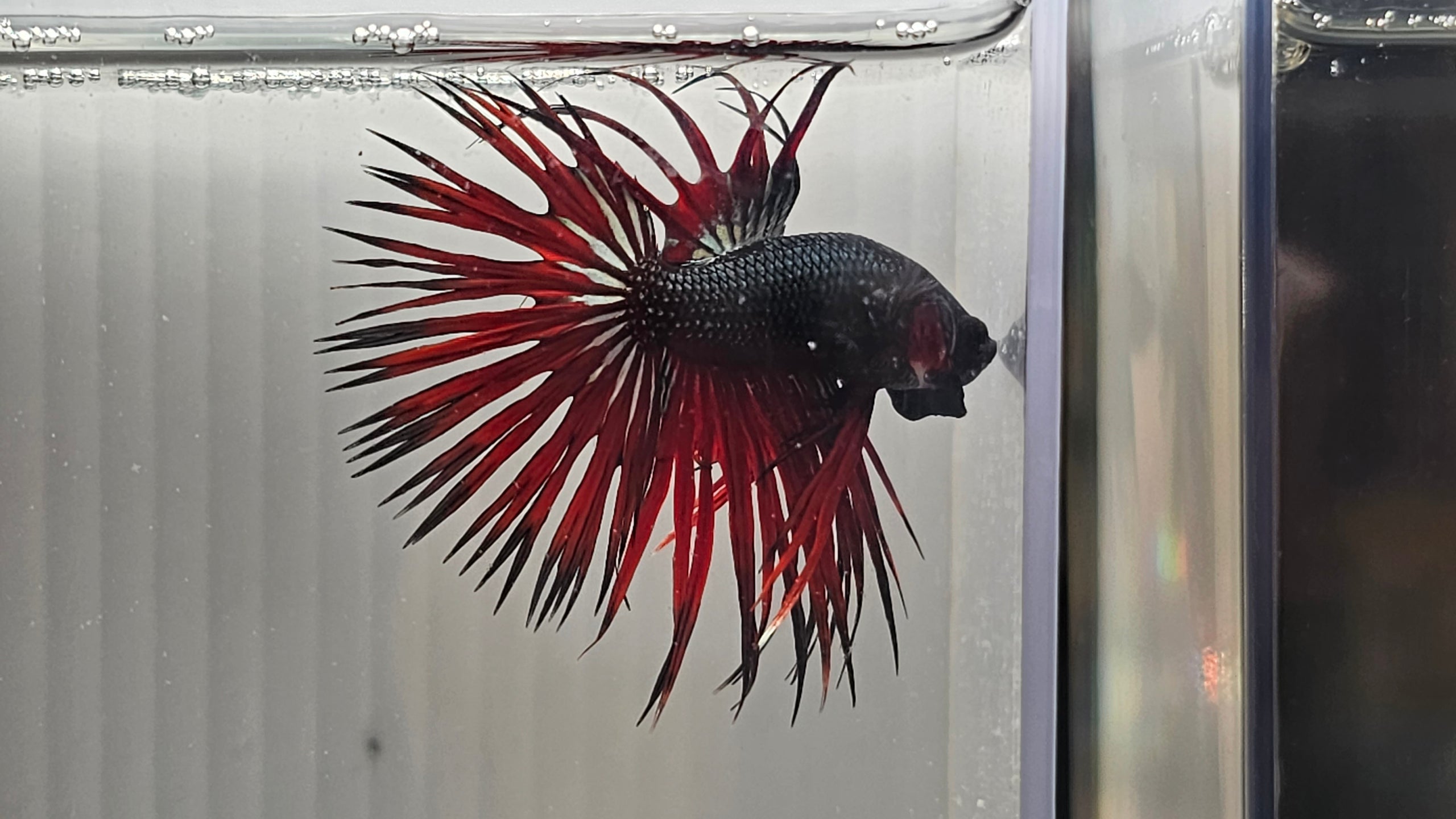 Crowntail Red Copper #8912 | Bob's Tropical Fish © 2021