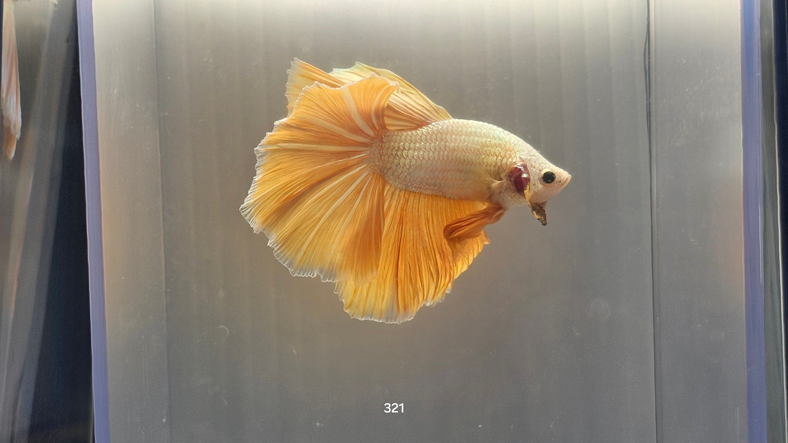 Betta Halfmoon Yellow Dragon #321 | Bob's Tropical Fish © 2021