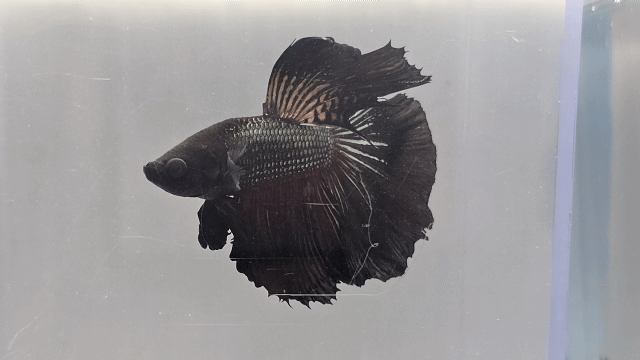 Halfmoon Betta Black Copper BF01 | Bob's Tropical Fish © 2021