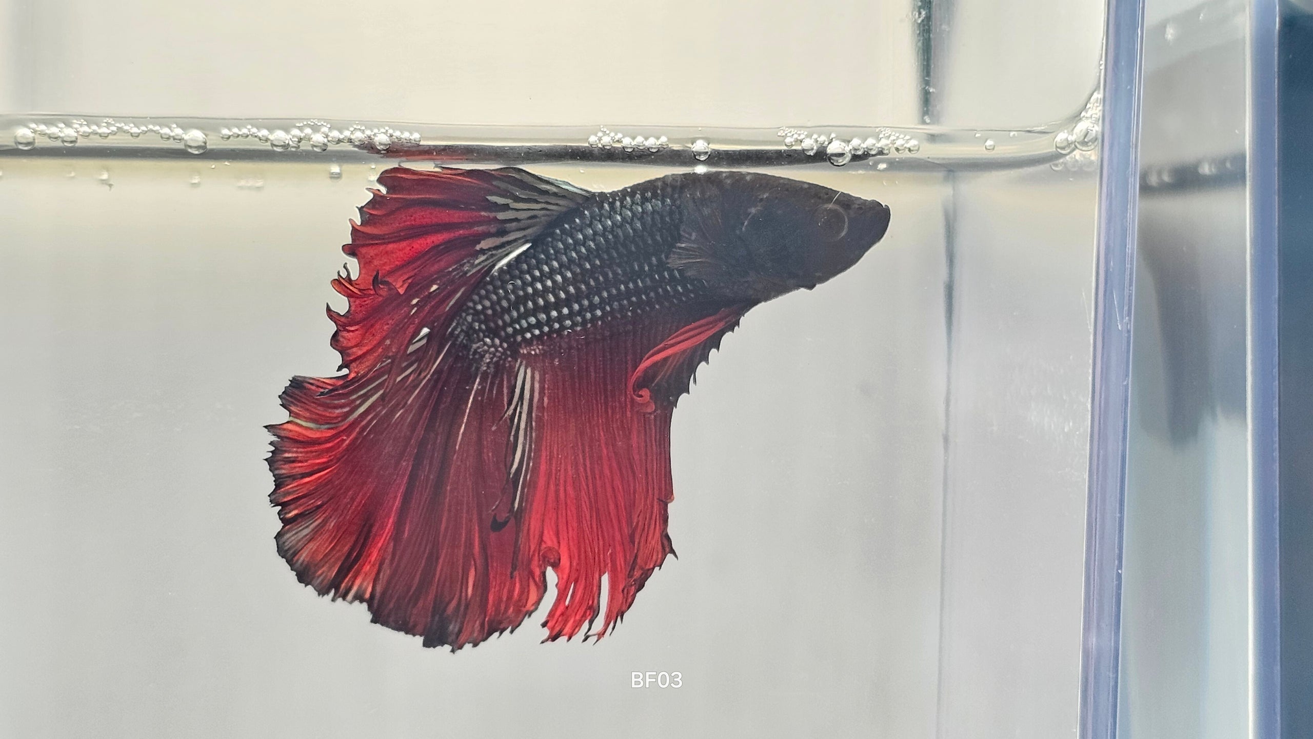 Halfmoon Betta Black Red Copper BF03 | Bob's Tropical Fish © 2021