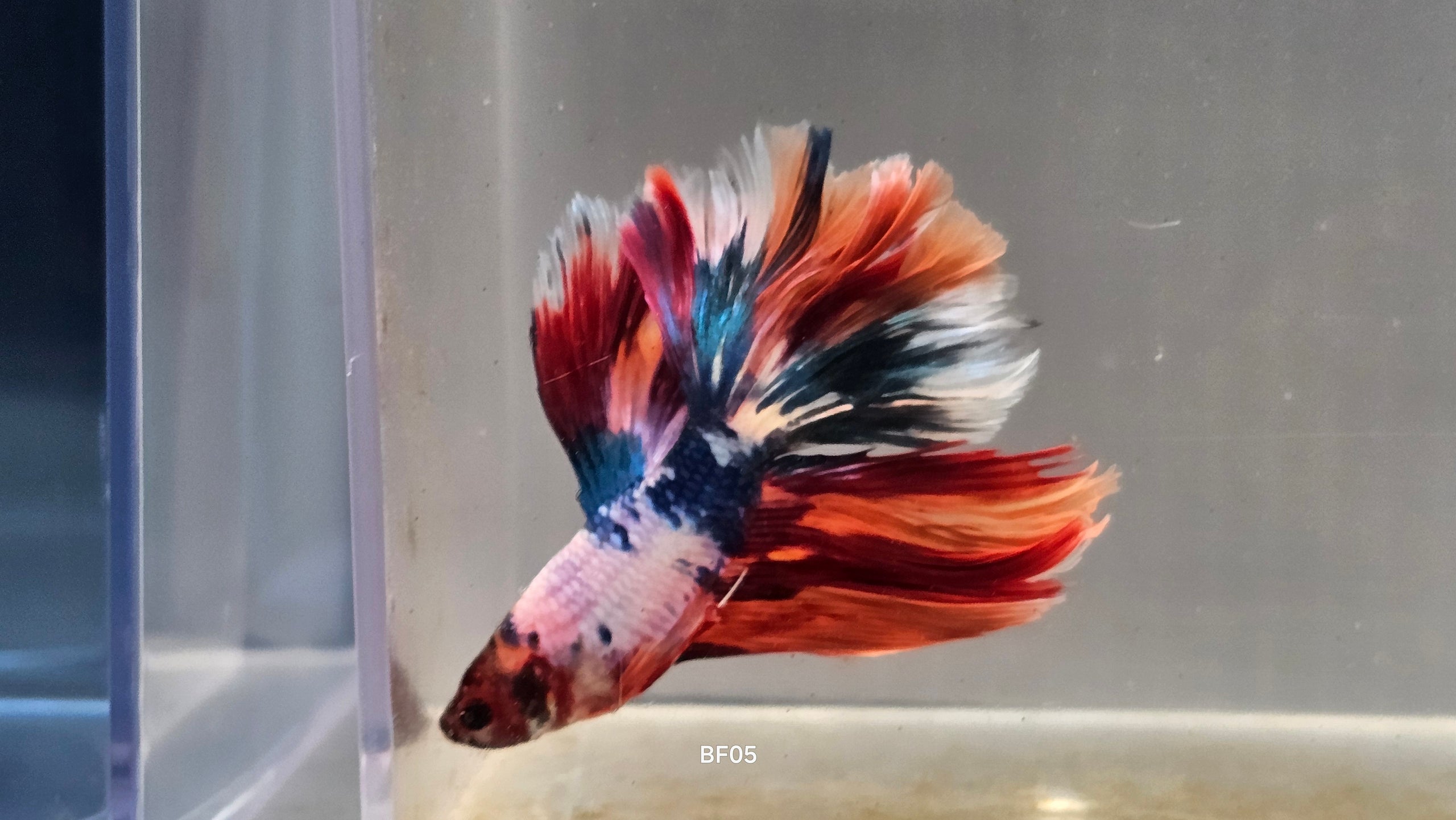 Bob's Tropical Fish © 2021