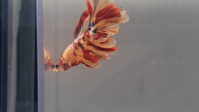 Bob's Tropical Fish © 2021