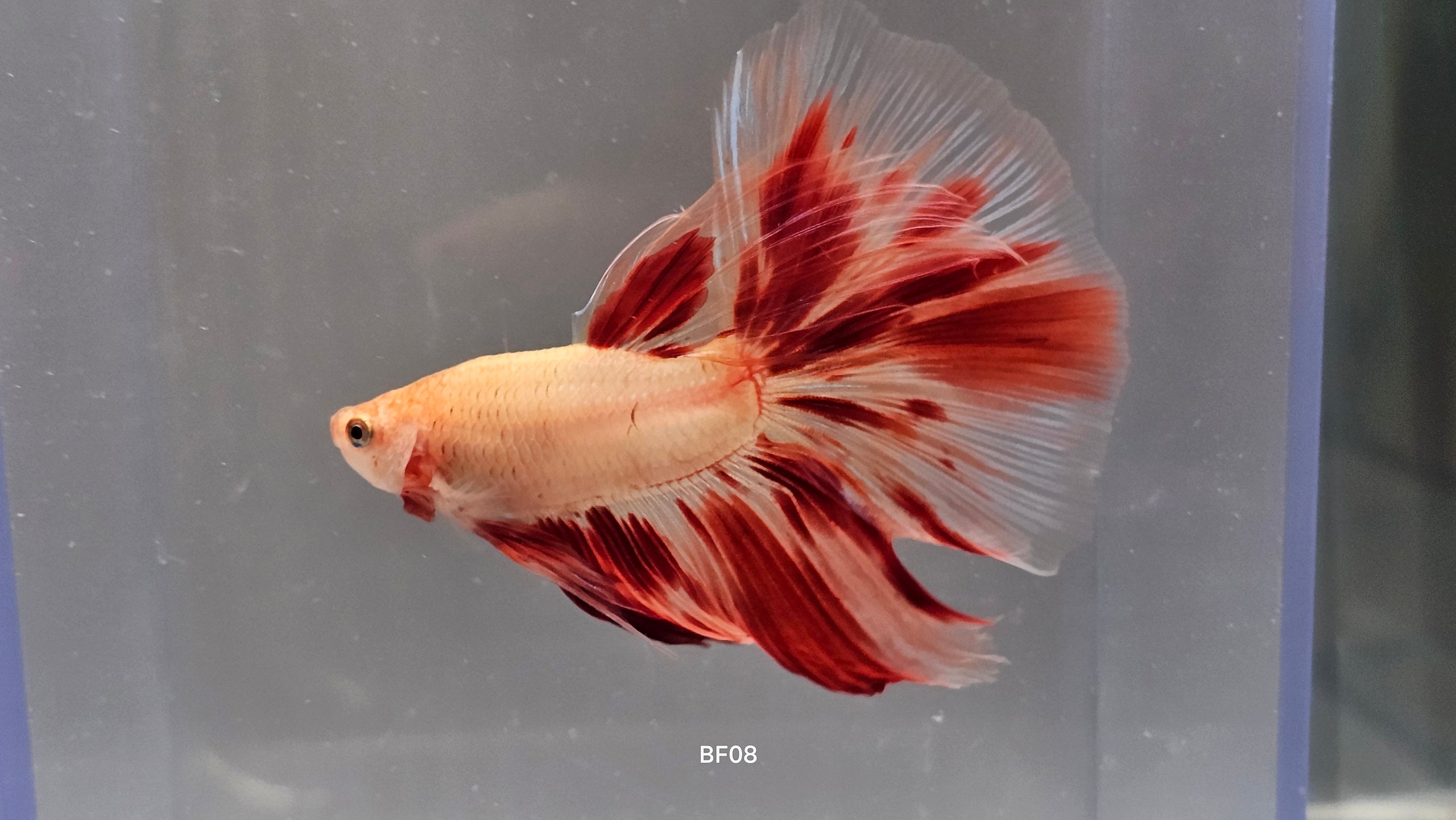 Bob's Tropical Fish © 2021