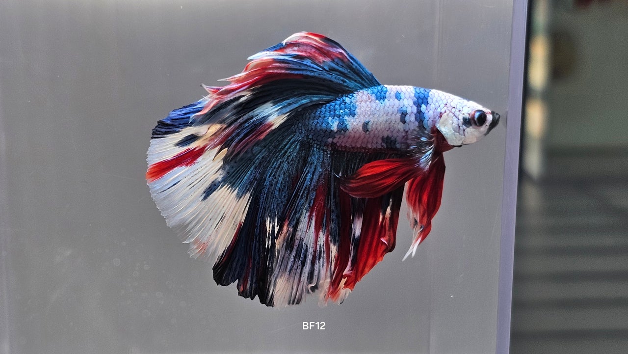 Bob's Tropical Fish © 2021