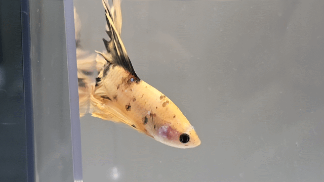 Bob's Tropical Fish © 2021