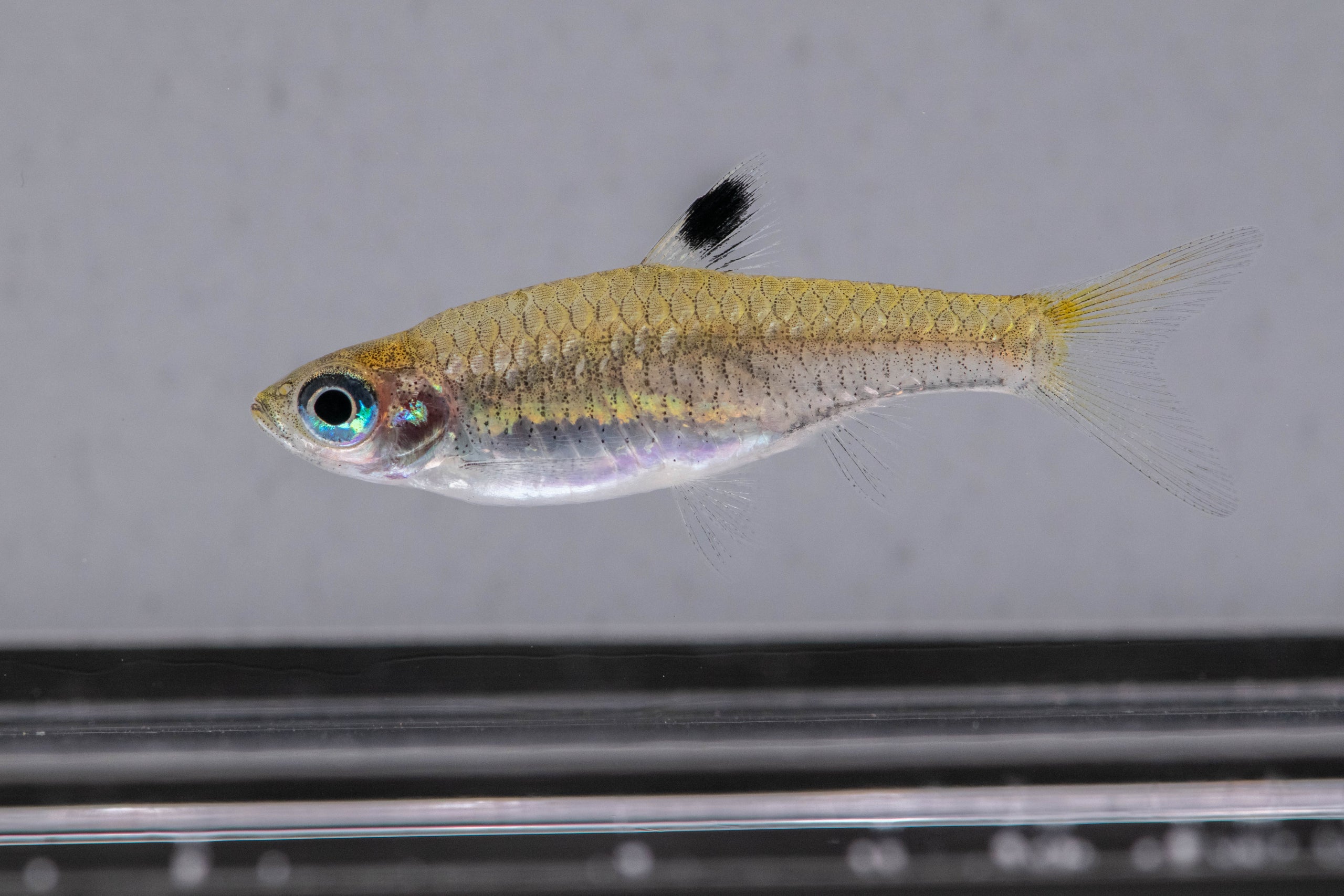 Rasbora: Emerald Eye | Bob's Tropical Fish © 2021