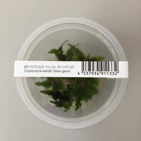 ADA Crypt Wendtii 'Green Gecko' | Bob's Tropical Fish © 2021