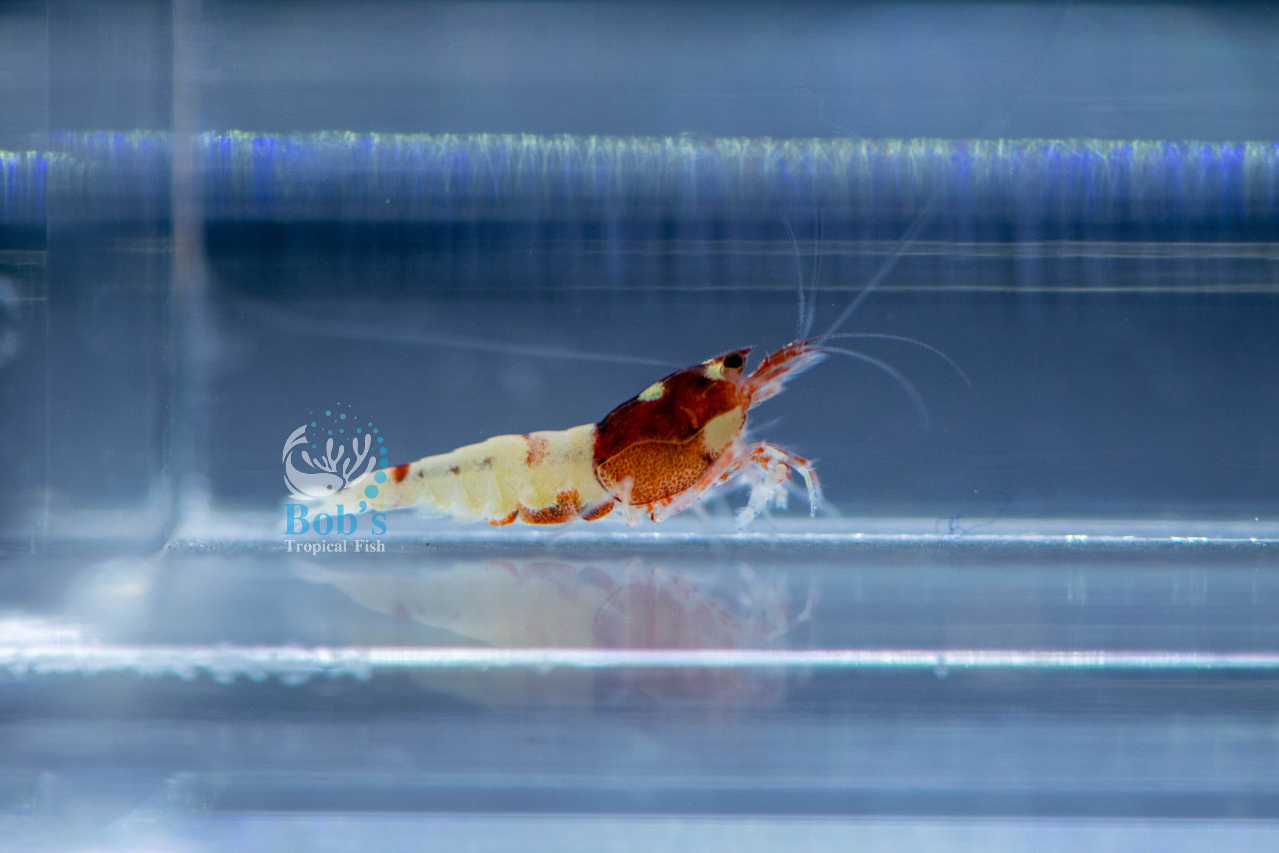 Shrimp: Red Pinto | Bob's Tropical Fish © 2021